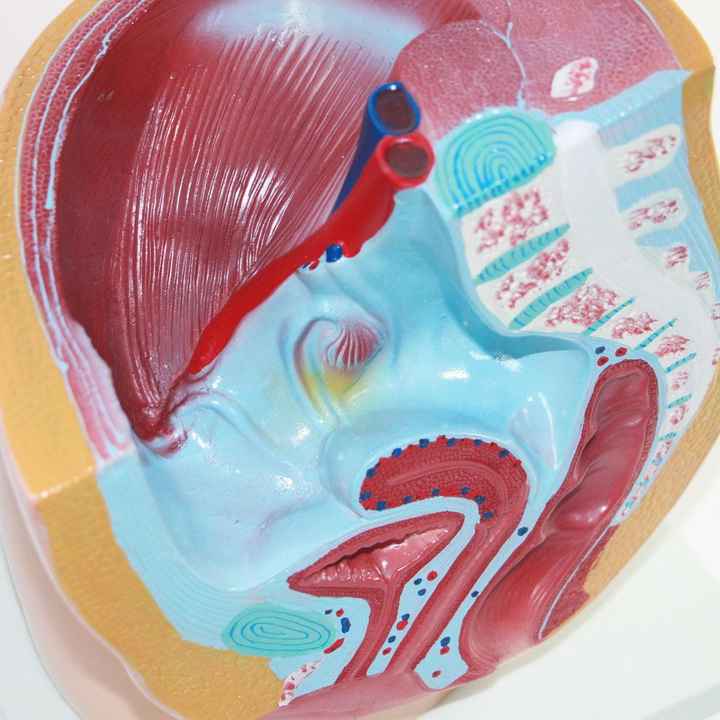 Medical Teaching Equipment Midsagittal Pelvic Model Female Reproductive ...