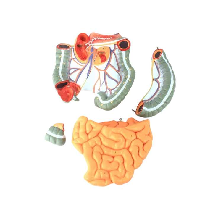 Large Intestine Anatomy Model Lifelike Colon and Ileum for Medical ...