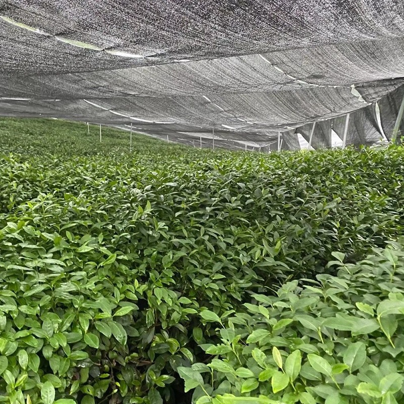 How to Choose Nishio Matcha: A Complete Buying Guide