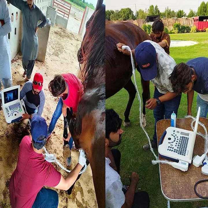 Dawei Portable Veterinary Ultrasound Machine - Diagnosis & Injection