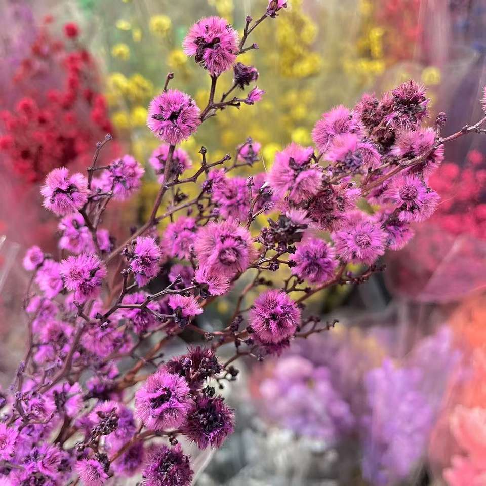 2026 Stirlingia Flower Preserved Dried ETERNAL Trending Home Decor Long ...