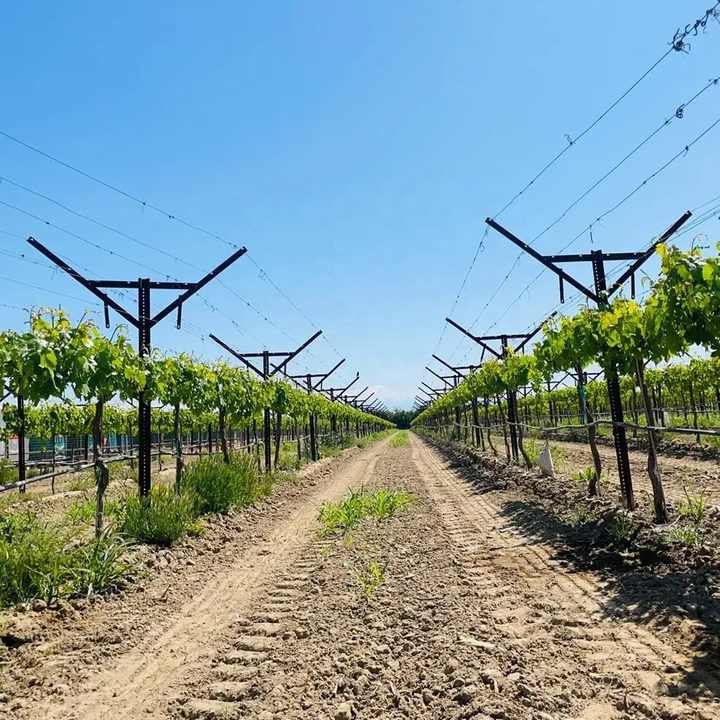 V Shaped Steel Table Grape Trellis Systems for Vineyards