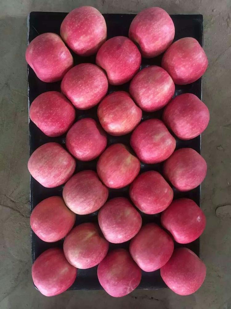 Apple Fruit Price - Wholesale Fresh Apples for Export