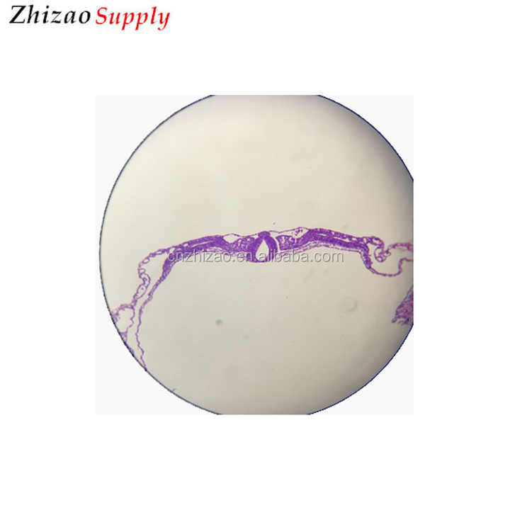 25 kinds chicken embryo microscope prepared slides| Alibaba.com