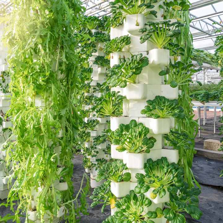 Vertical Farming Hydroponic Growing System - Glass Greenhouse