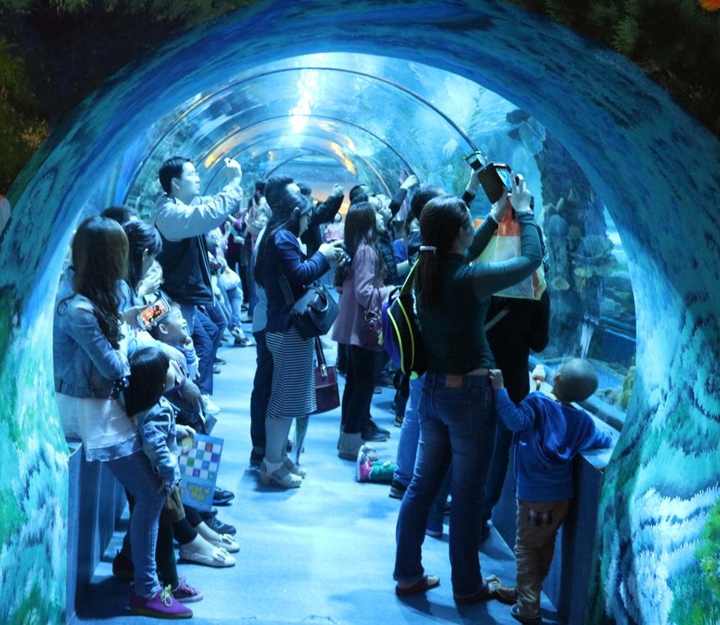Customized Transparent Acrylic Aquarium Tunnel Project