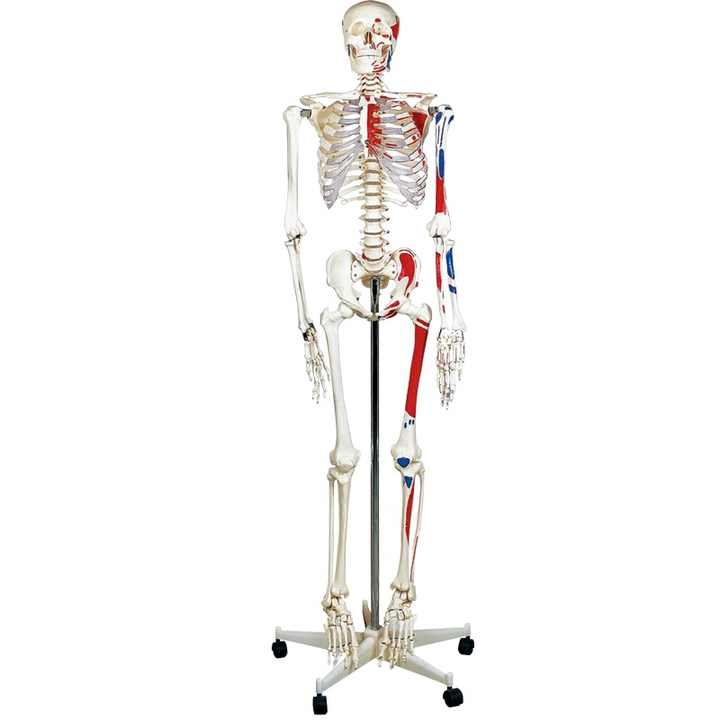 180 Cm Human Anatomy Skeleton Model - High Quality & Removable