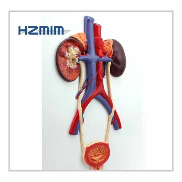 Human Urinary System Anatomical Model - HZMIM SMHZ05