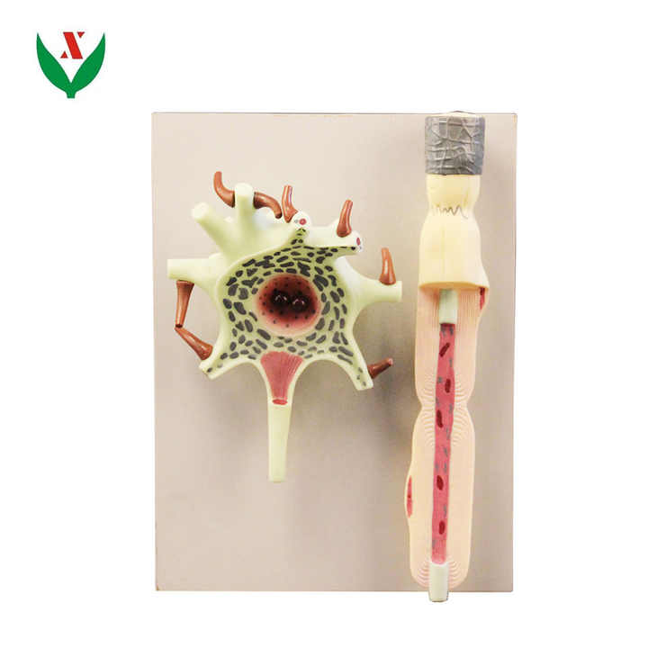 Scientific Human Anatomy - Neuron Model 2500-Fold Magnification