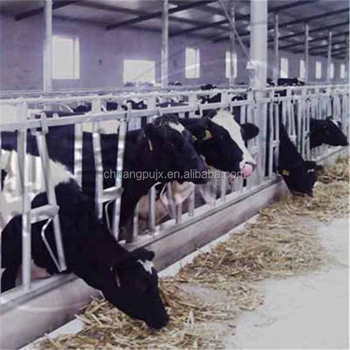 Cattle Head Lock for Dairy Farm - Secure and Efficient