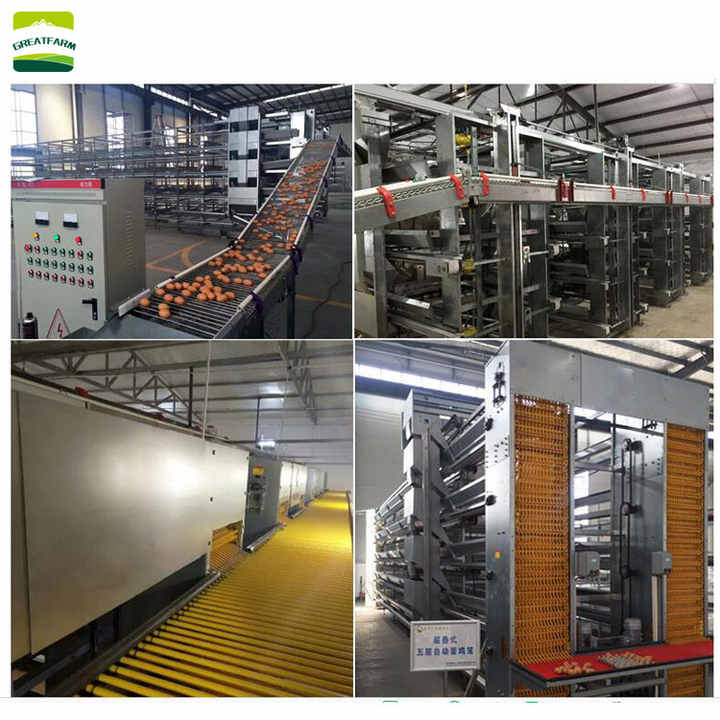 Modern Chicken Farm - Efficient Egg Collection & Manure System