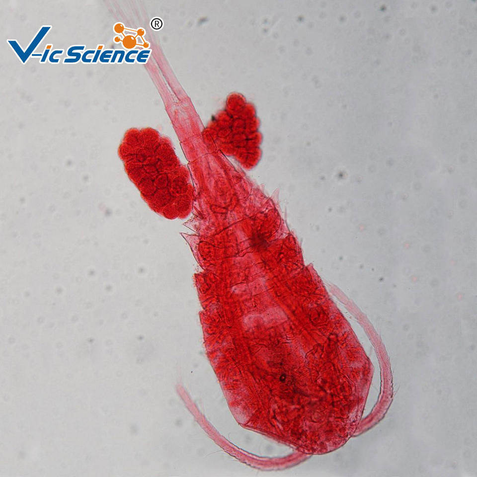 Medical Science Parasitology Microscope Slides - 100 Prepared Slides ...