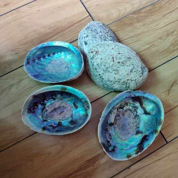 2018 Big Promotion: New Zealand Kauri Shell Abalone in Stock