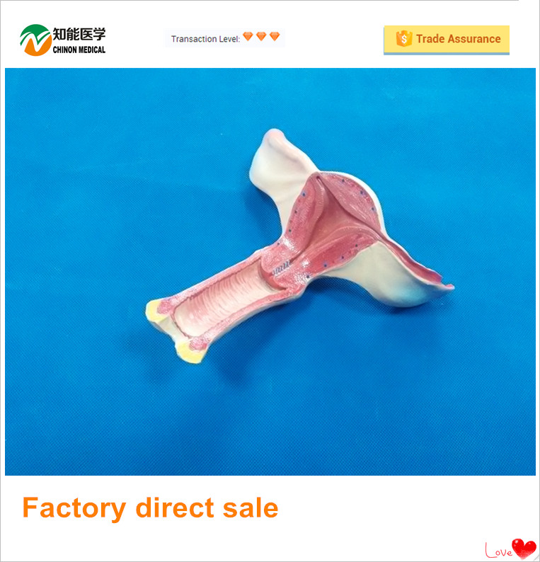 Female Uterus Models - Precise Reproductive Anatomy