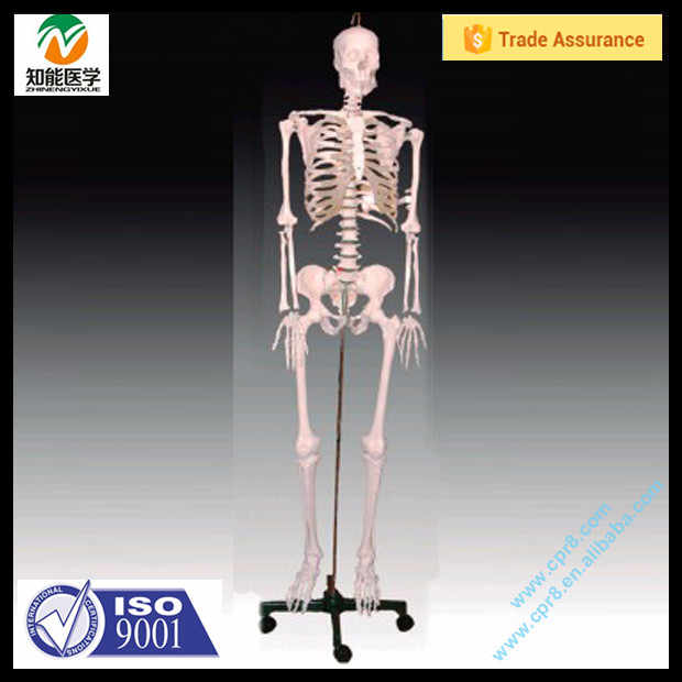 Bix-a1001 Human Skeleton From Body 180 Cm Anatomic Model Medical ...