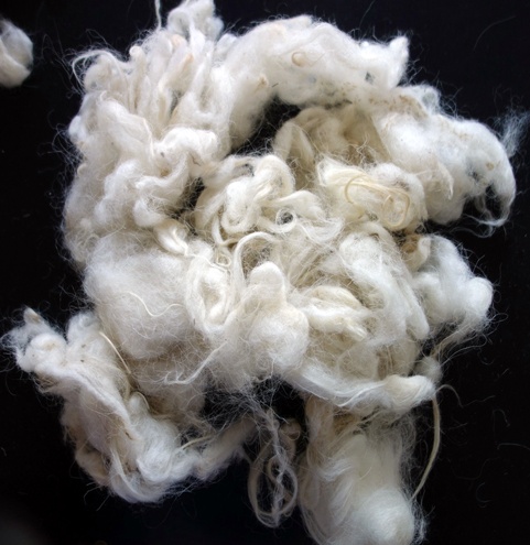 Scoured Washed Sheep Wool - High Quality & Efficiency