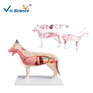 Wholesale animal anatomical models Items For Medical School Training ...