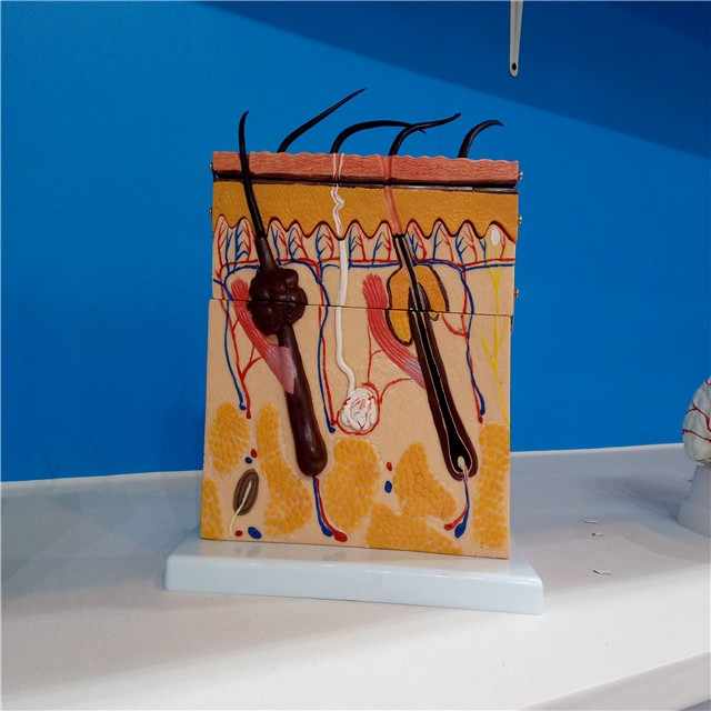 Anatomical Human Body Organs Skin Structure Model by CHINON