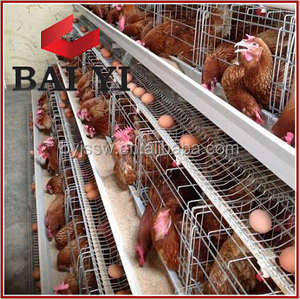 Modern Poultry House Design for Layers - Steel Structure