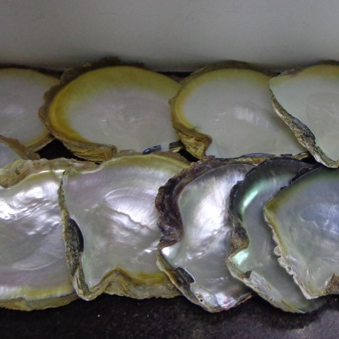 Good Quality Raw Material Paua Abalone Shell Mexico for Sale