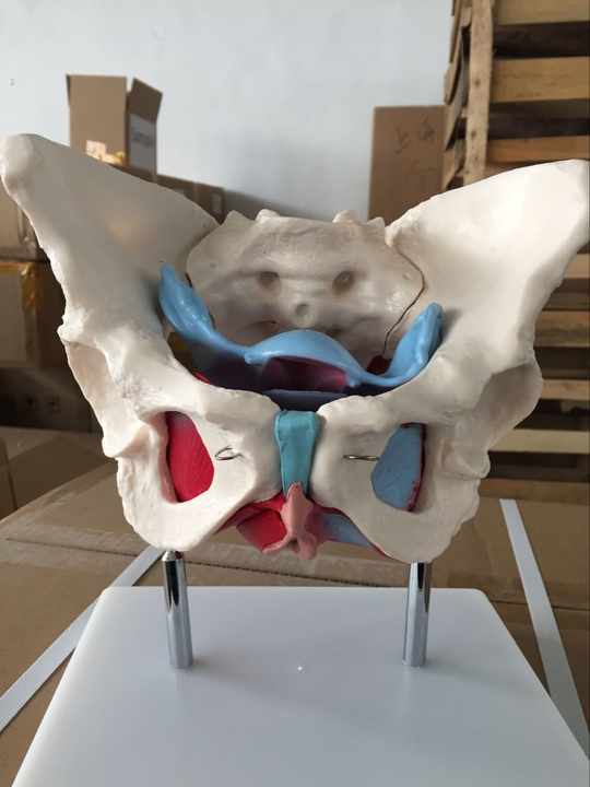 BIX-A1037 Life-Size Anatomical Human Body Model & Female Reproductive ...