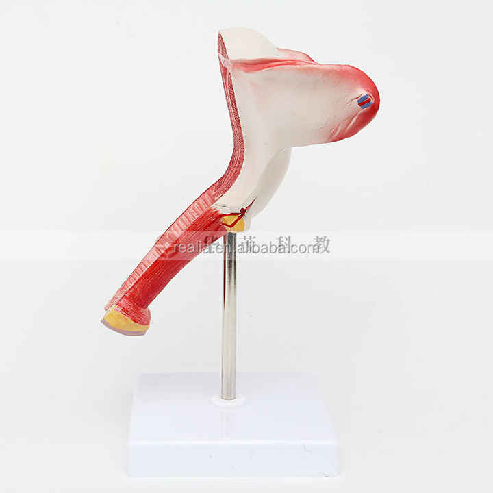 High Quality Plastic Vagina Model - Labeled & Detailed