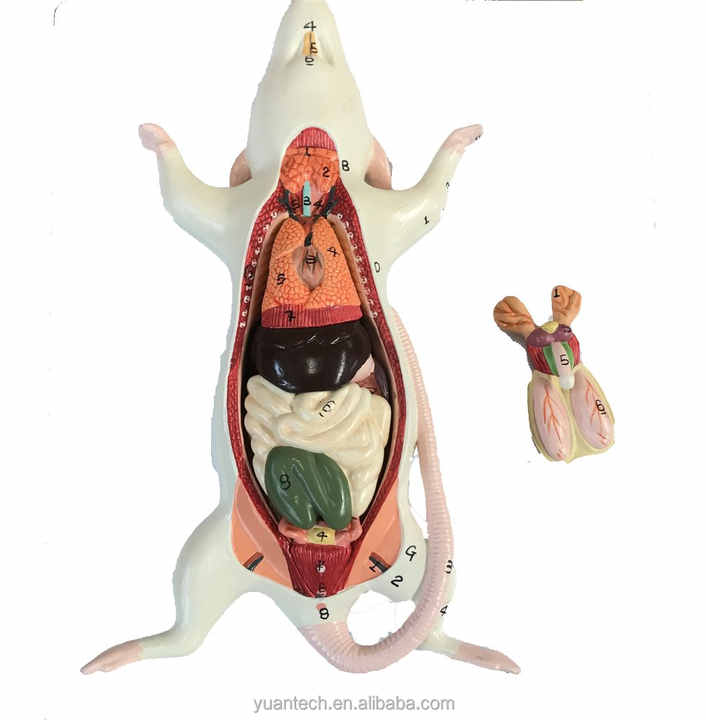 Anatomie Diagram Van Muis Medisch Menselijk Skelet Viscera Model 85cm