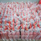 1.3kg Mini Co2 Cylinder Portable Co2 Fire Extinguisher - Buy Co2 Fire ...