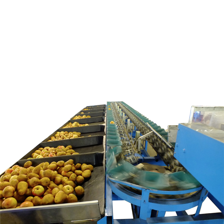 Exceptional orange fruit sorting line At Unbeatable Discounts - Alibaba.com