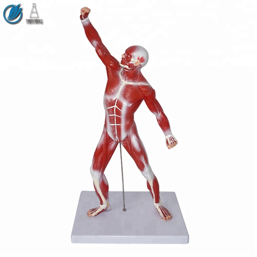 Empower Learning with Cutting-Edge human body muscle model Resources