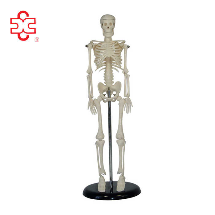 45CM Mini Plastic Human Skeleton - High Quality Teaching Model