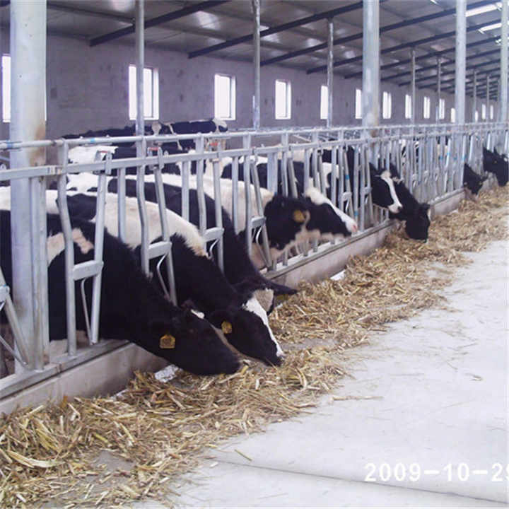 6 Meter Long Cow Head Lock - Easy to Operate & Durable