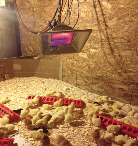 THD2606 Infrared Heating System for Poultry Farm House Gas Brooder