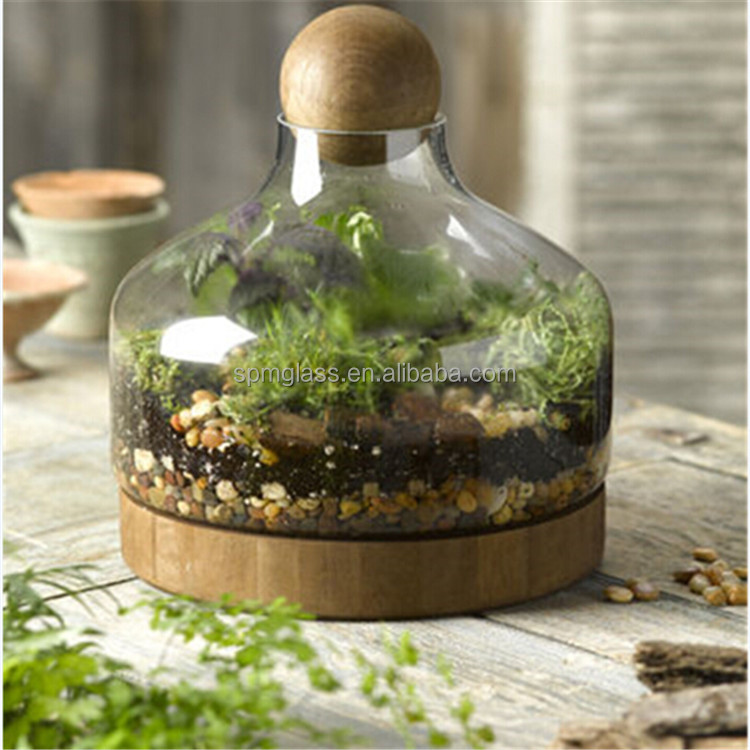 How to Choose the Best Glass Garden Plant for Your Indoor Space