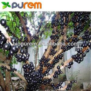 Versatile freeze dried jabuticaba powder for use in Various Products ...