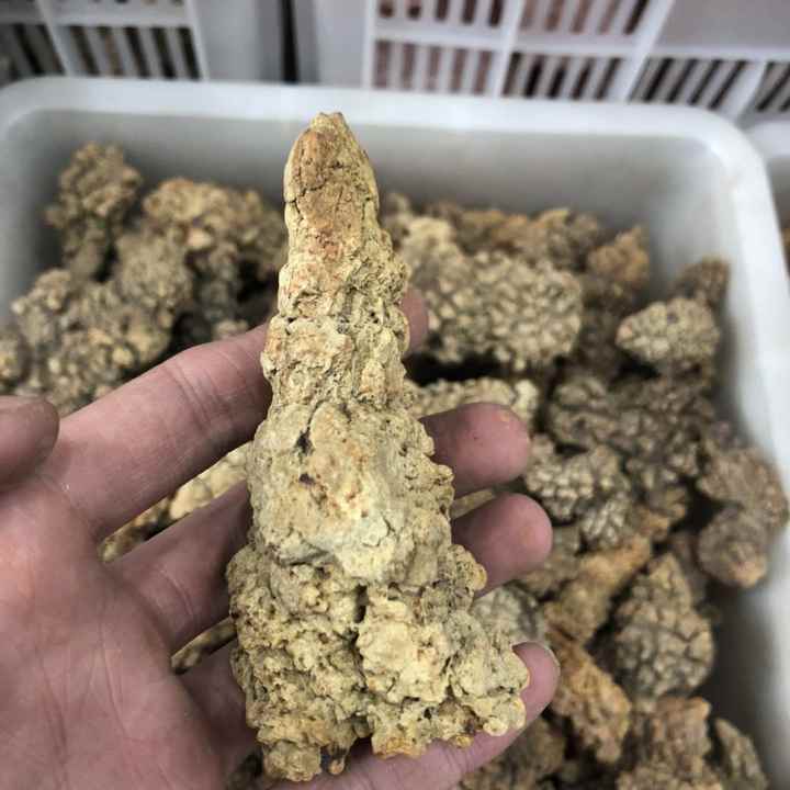 Natural Dinosaur Excrement Fossil & Dino Poop – Safe Package, OEM/ODM ...