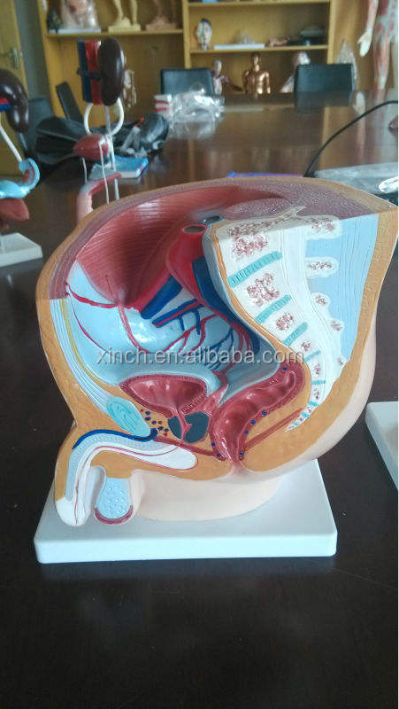 Human Male Pelvis Section (1 Part) - Lifelike Anatomical Model