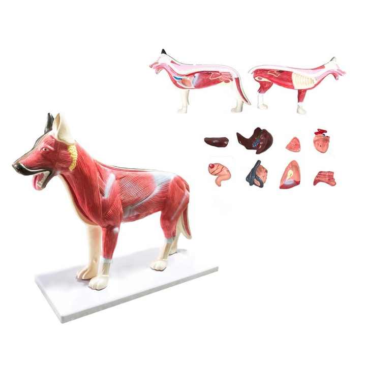 Life Size Dog Torso and Trunk Anatomy Model for Medical Demonstration