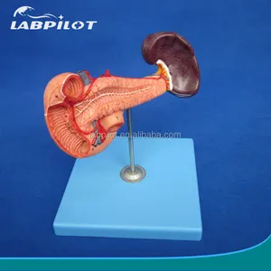 Find Fun, Creative pancreas model and Toys For All - Alibaba.com