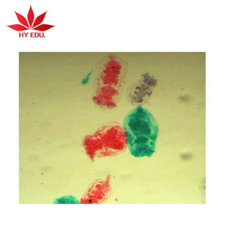 Rotifers Slide