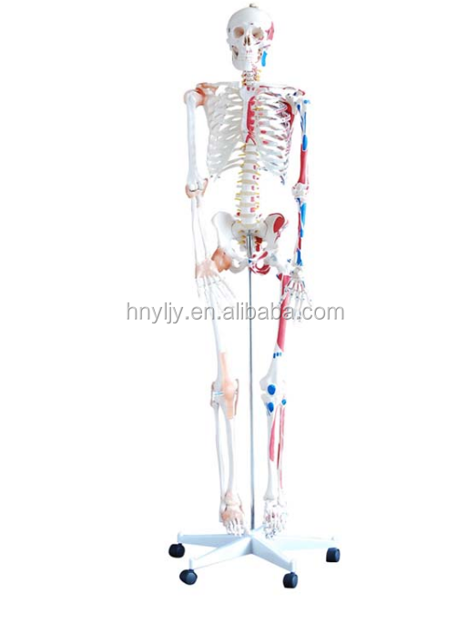 85cm Plastic Skeleton Models with Nerves and Blood Vessels