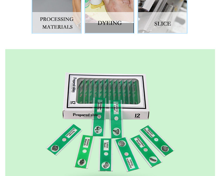 Children Educational Biological Sample Microscope Slides 12PCS Green ...