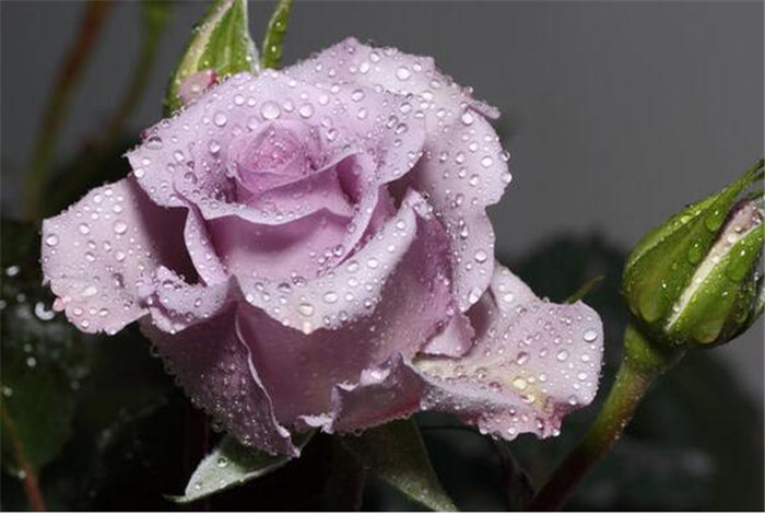 How to Choose the Best Fresh Rose Floral Clean Products: A Complete ...