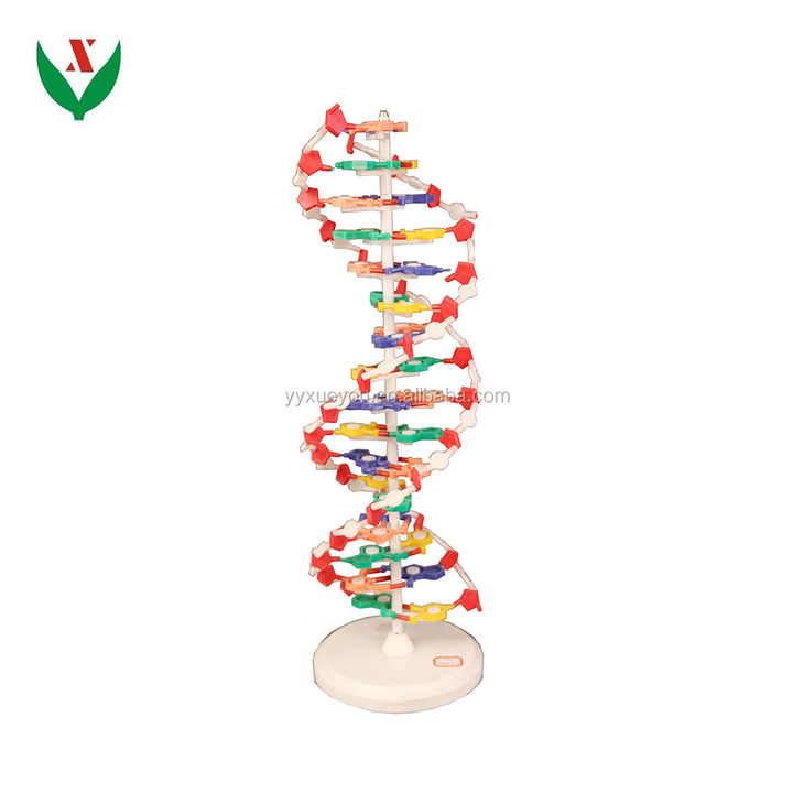 DNA Molecule Structure Model - Educational Anatomical Model