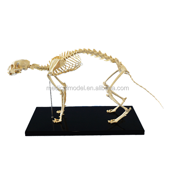 Feline Skeletal Anatomy - Detailed Cat Skeleton Model