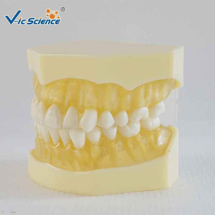 Dents Transparentes - Dental Model for Oral Surgery Training