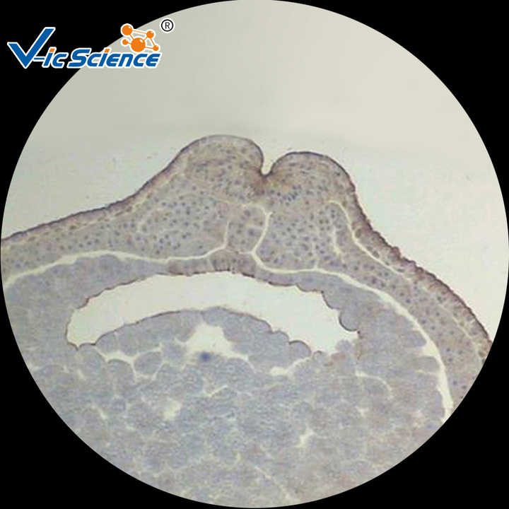 Microscope Prepared Slides - Frog Embryo Set for Medical Education