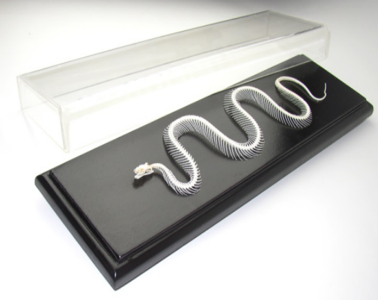 HM-BD-255 VENOMOUS SNAKE SKELETON NATURAL BONE MODEL VENOMOUS SNAKE ...