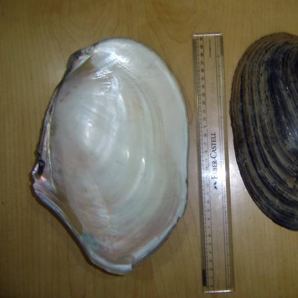 Big Size Chinese Mother of Pearl Raw Shells - Cheap Price