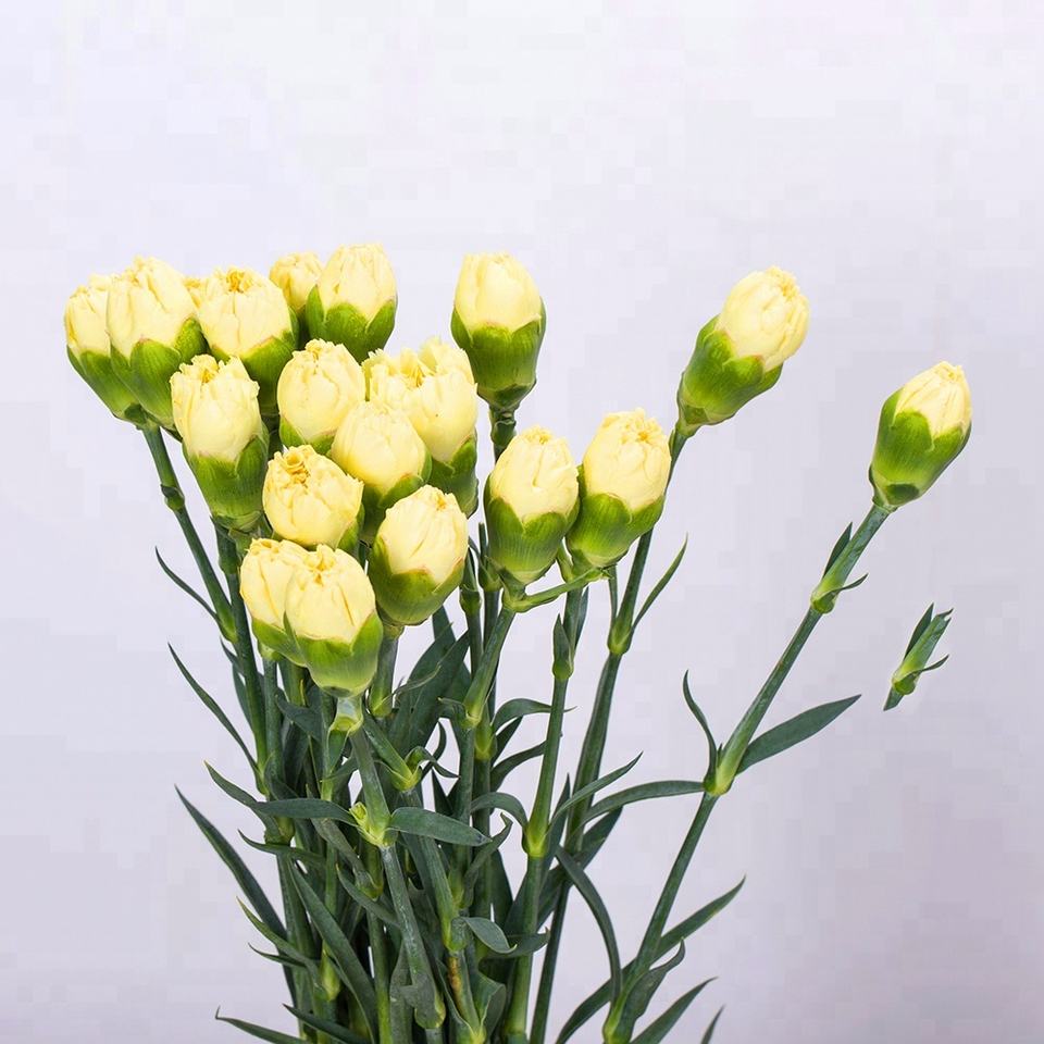 Wholesale Fresh Cut Carnations Types of Flowers for Bulk Purchase ...